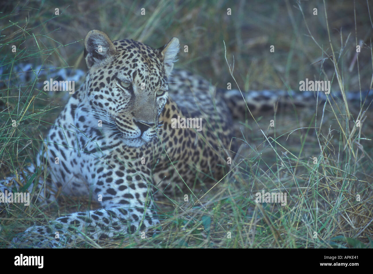 Leopard Panthera pardus Stock Photo - Alamy