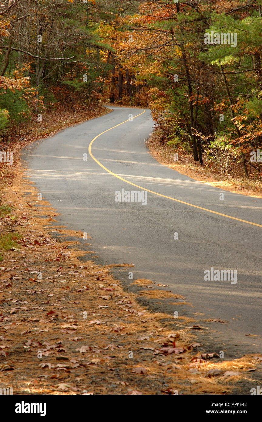 Empty curved road through the forest Stock Photo - Alamy