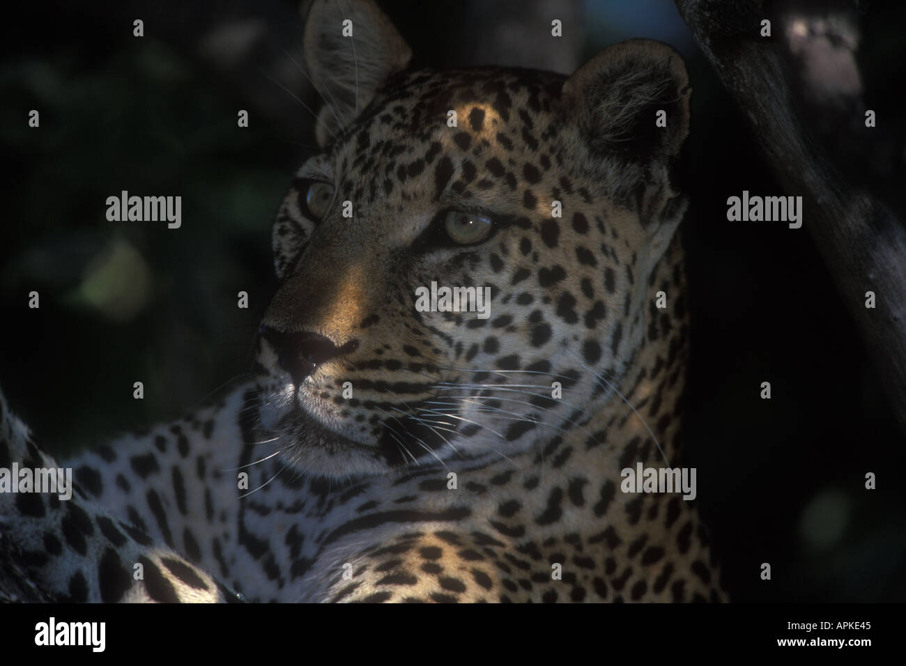 Leopard Panthera pardus Stock Photo - Alamy