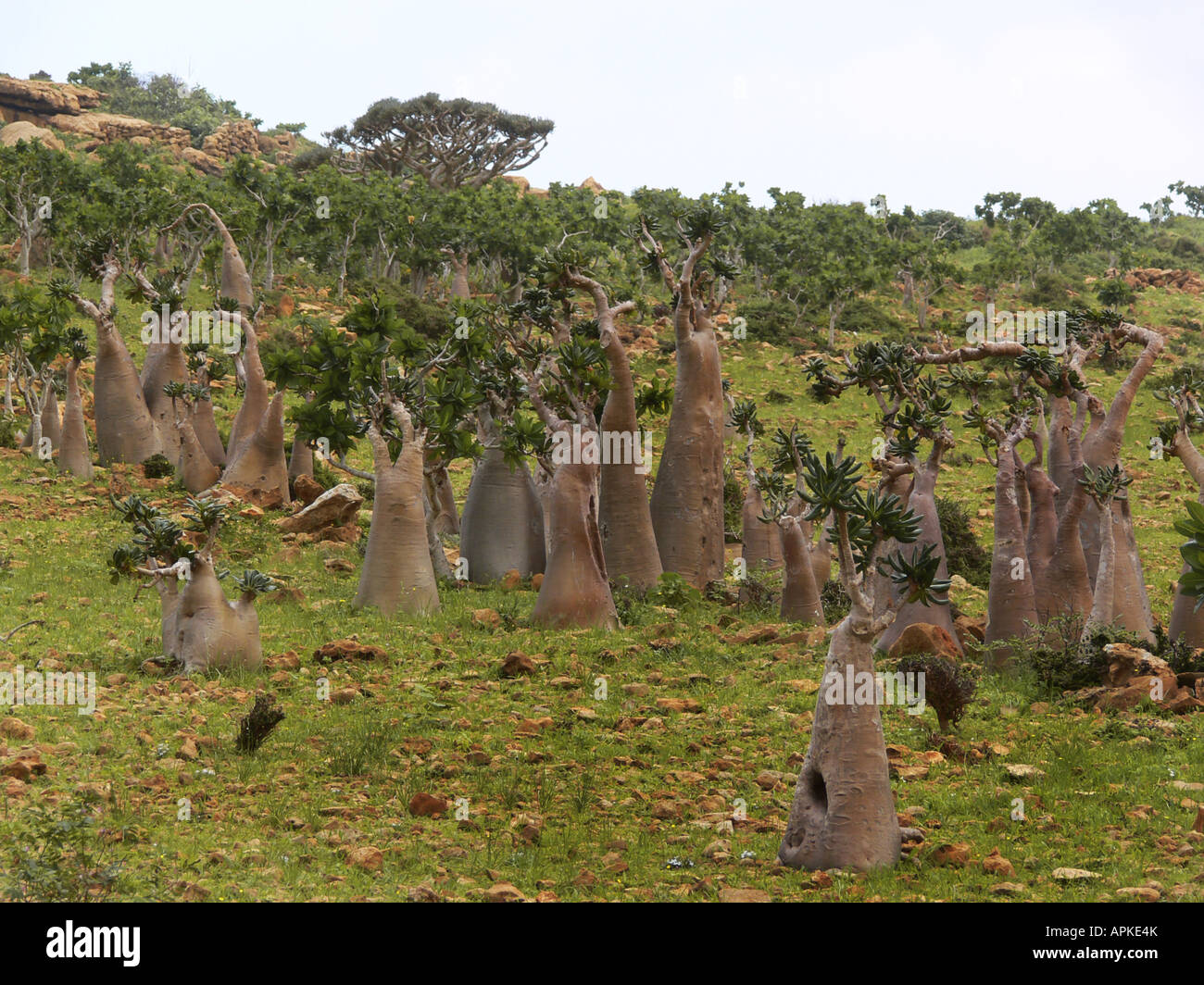desert rose (Adenium obesum ssp. socotranum), numerous plants in their ...