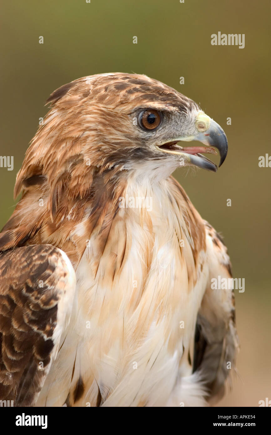 Red Tailed Hawk captive Altha Florida Stock Photo - Alamy