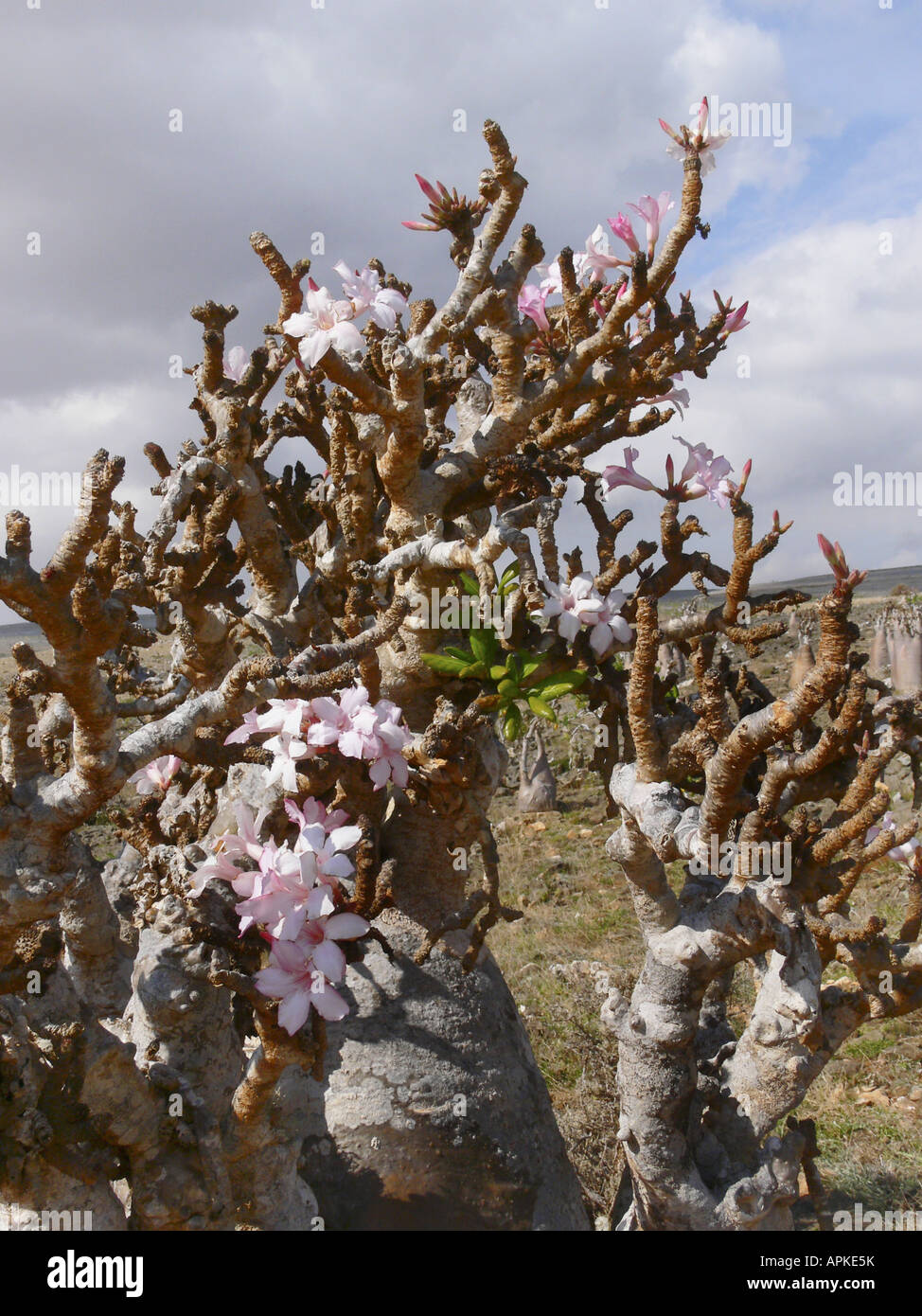 Yemen desert flowers hi-res stock photography and images - Alamy
