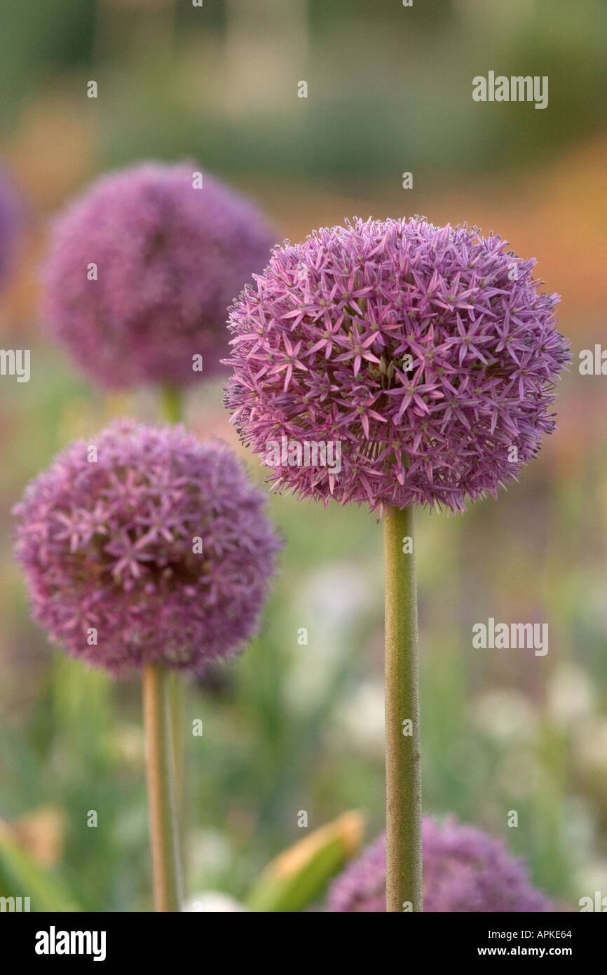 Callaway gardens hi-res stock photography and images - Alamy