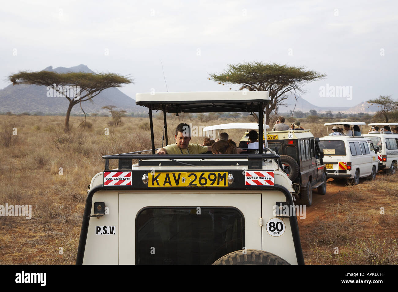 safari vehicles at a leopard in the tree, Kenya, Buffalo Springs Game ...