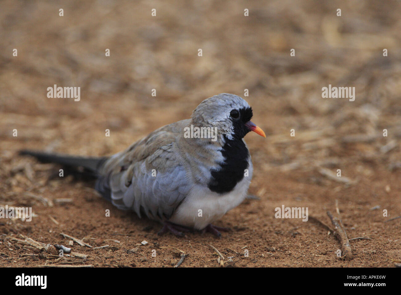 Oena capensis bird africa hi-res stock photography and images - Alamy