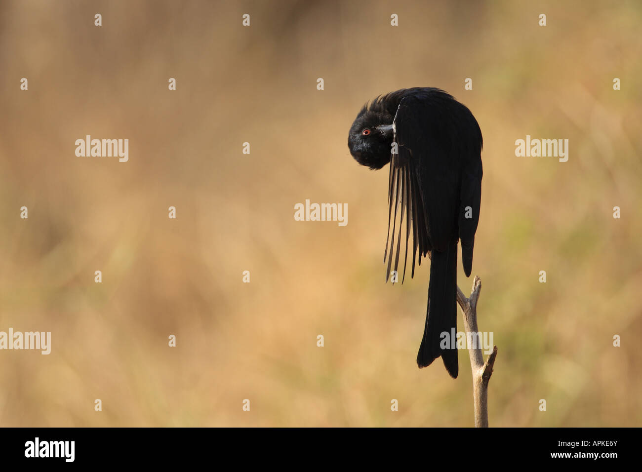 Fork-tailed Drongo, Common Drongo (Dicrurus adsimilis adsimilis), doing ...