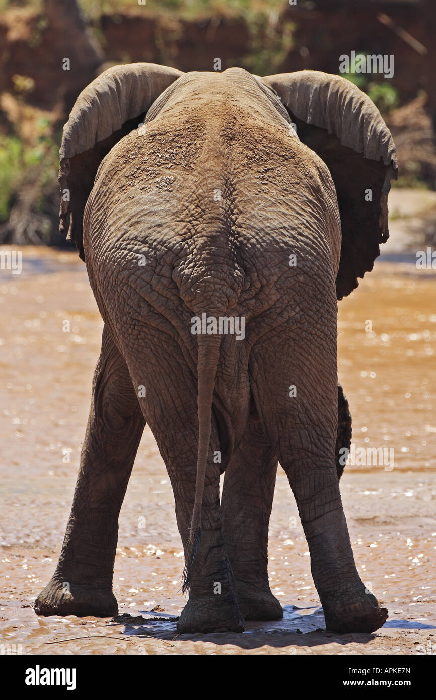 African elephant (Loxodonta africana), rear view, Kenya, Buffalo ...