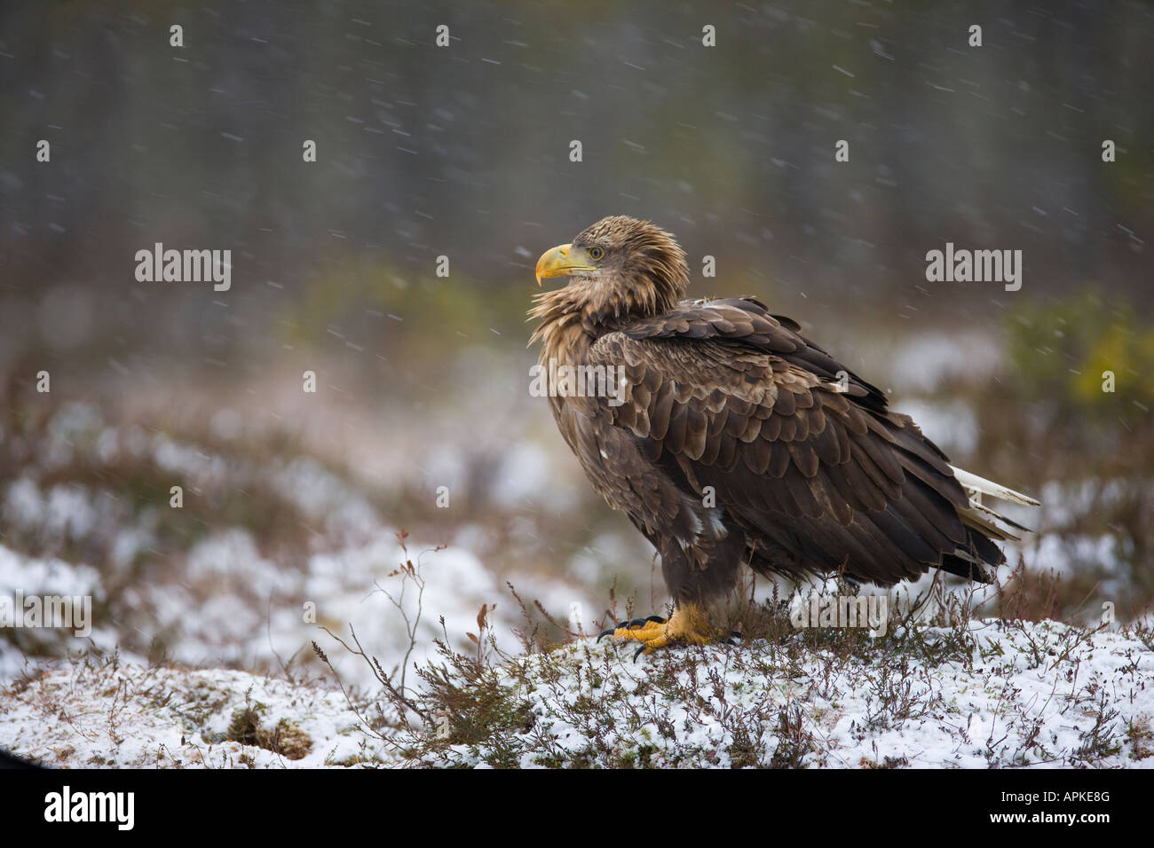 White tailed sea eagle Stock Photo - Alamy