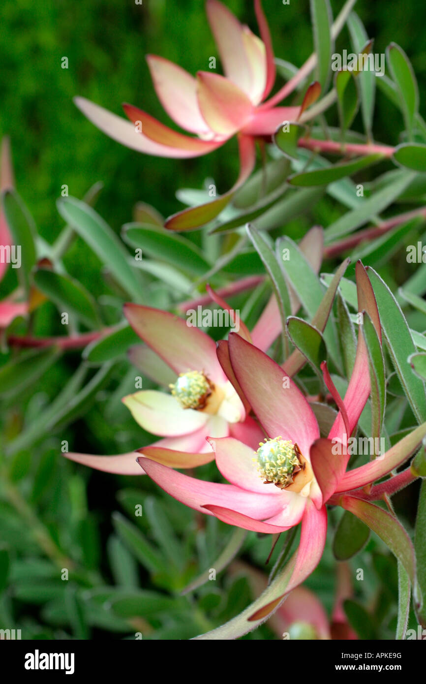 Red protea hi-res stock photography and images - Alamy