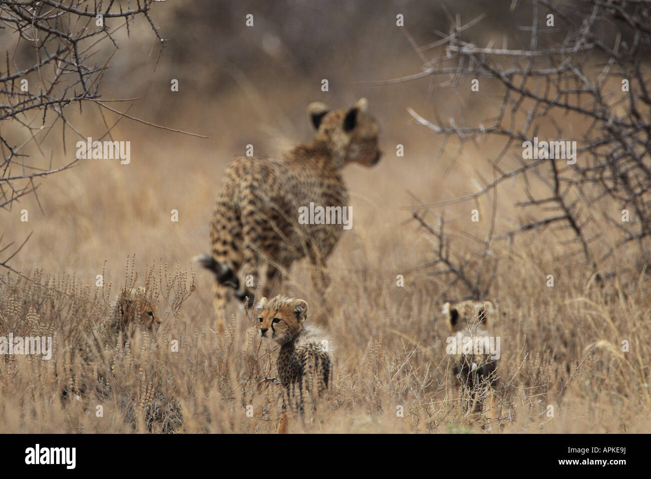 cheetah (Acinonyx jubatus), mother with youngs, Kenya, Buffalo Springs ...