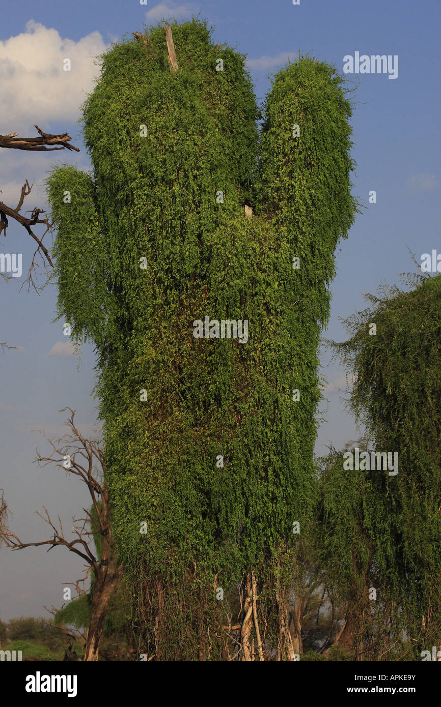 Native plants kenya hi-res stock photography and images - Alamy