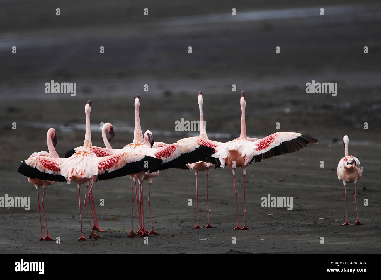 lesser flamingo (Phoenicopterus minor), group flapping wings, Kenya ...