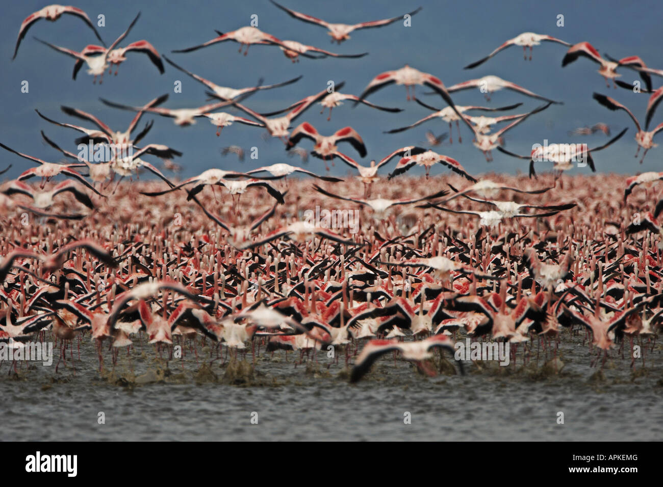 lesser flamingo (Phoenicopterus minor), colony, Kenya, Lake Nakuru ...