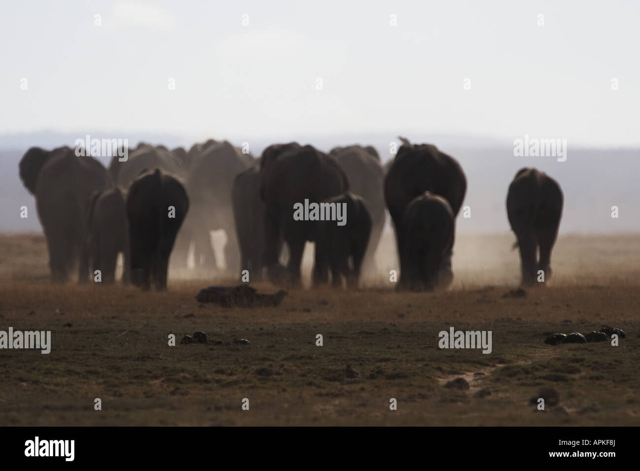 African elephant (Loxodonta africana), herd, rear view, Kenya, Amboseli ...