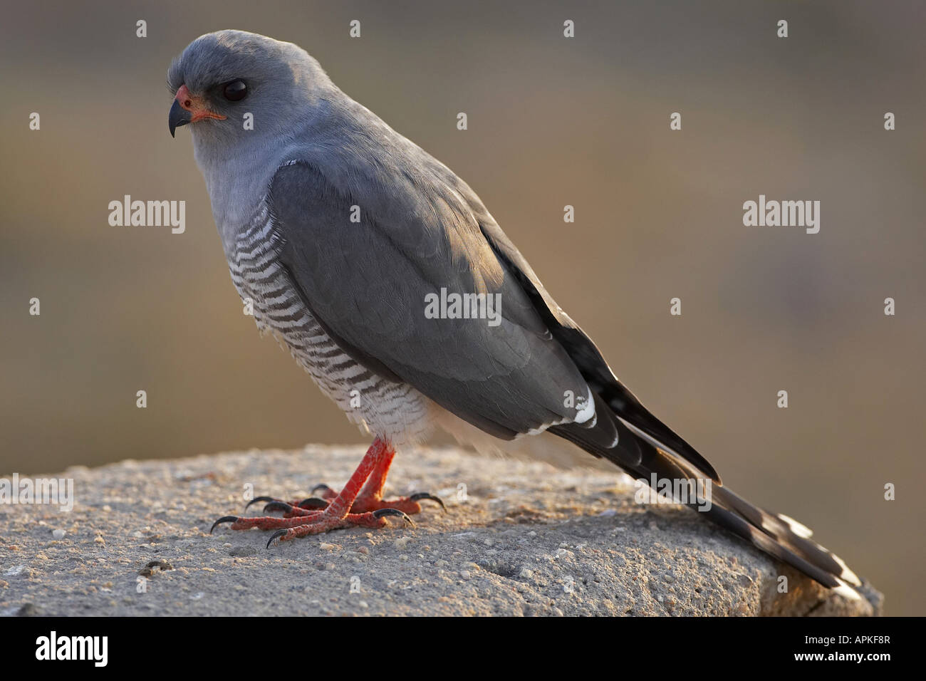 Somali chanting-goshawk, Eastern pale chanting goshawk (Melierax poliopterus), on stone, Kenya ...