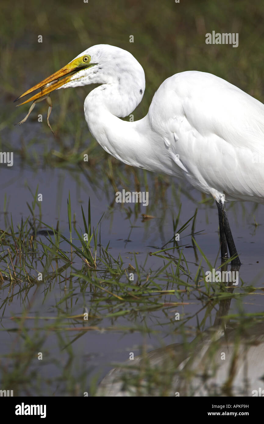 great egret, Great White Egret (Egretta alba, Casmerodius albus, Ardea ...