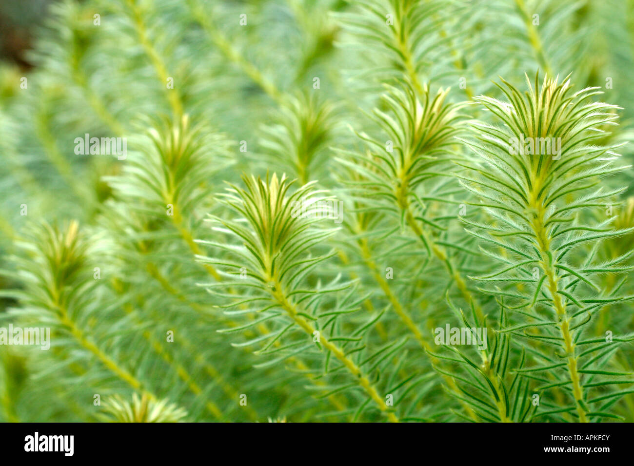 Phylica High Resolution Stock Photography and Images - Alamy