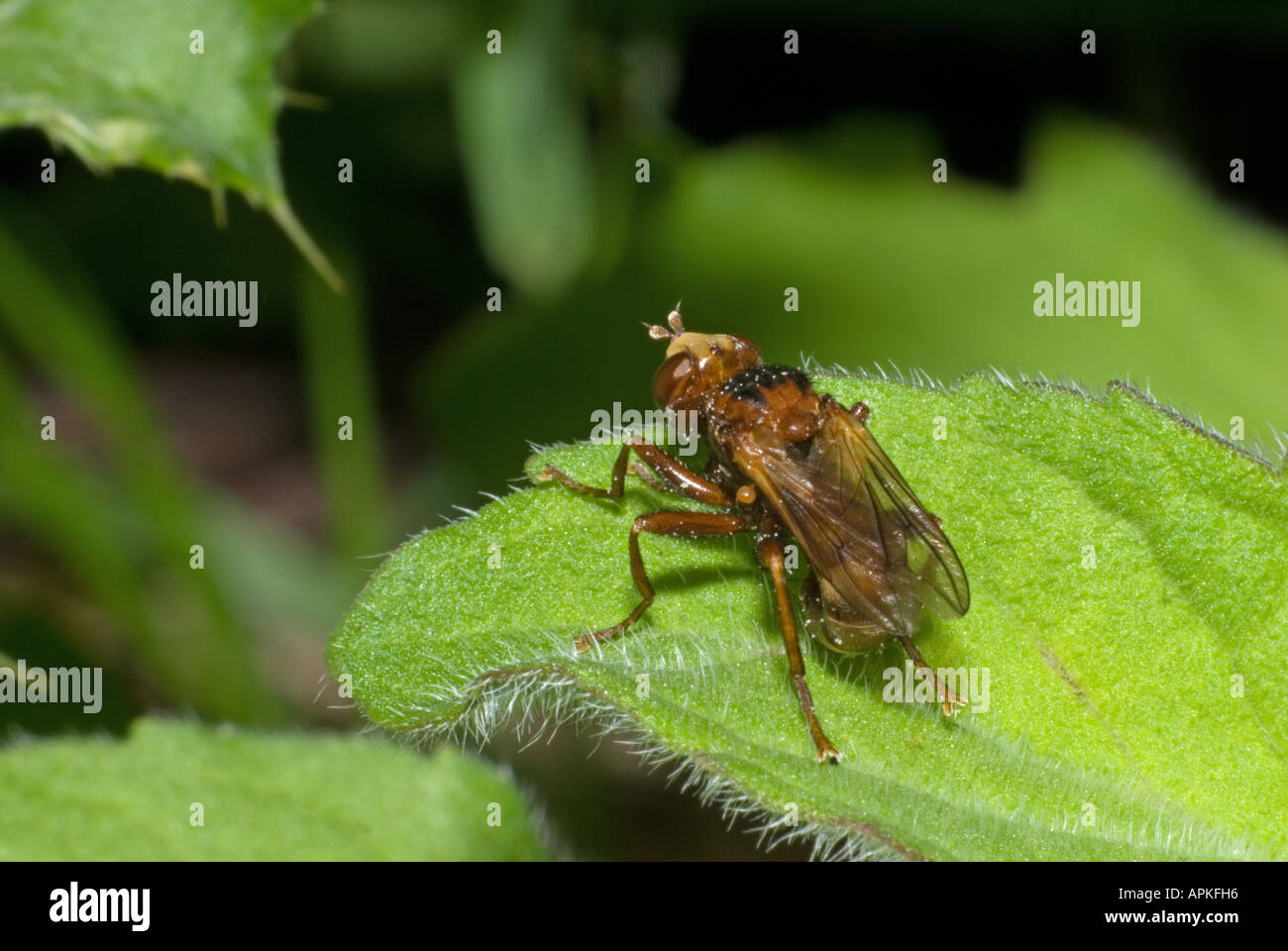Sicus ferrugineus, Fly. Conopidae, Diptera. UK, Kent, August Stock ...