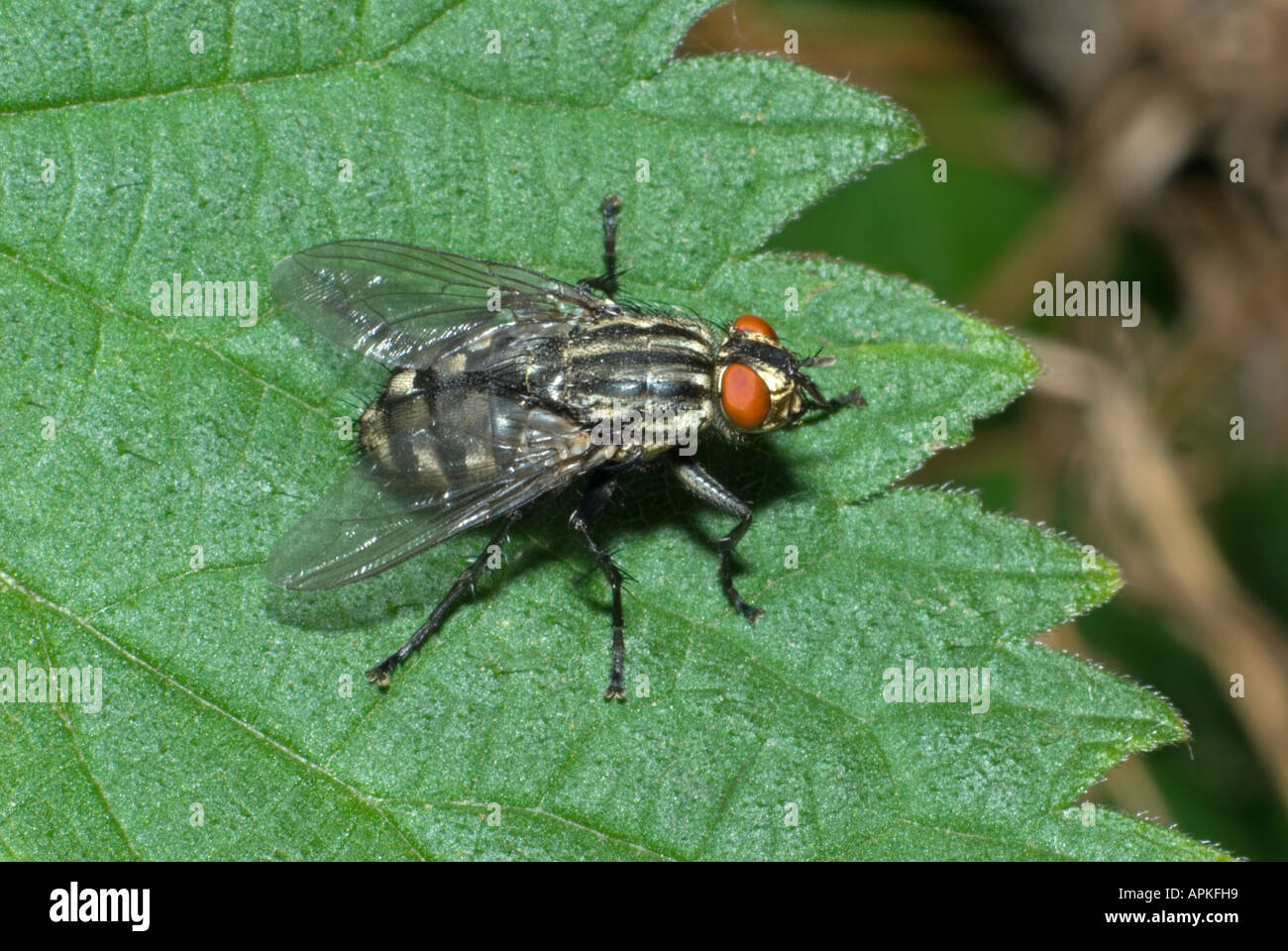 Sarcopharga hi-res stock photography and images - Alamy