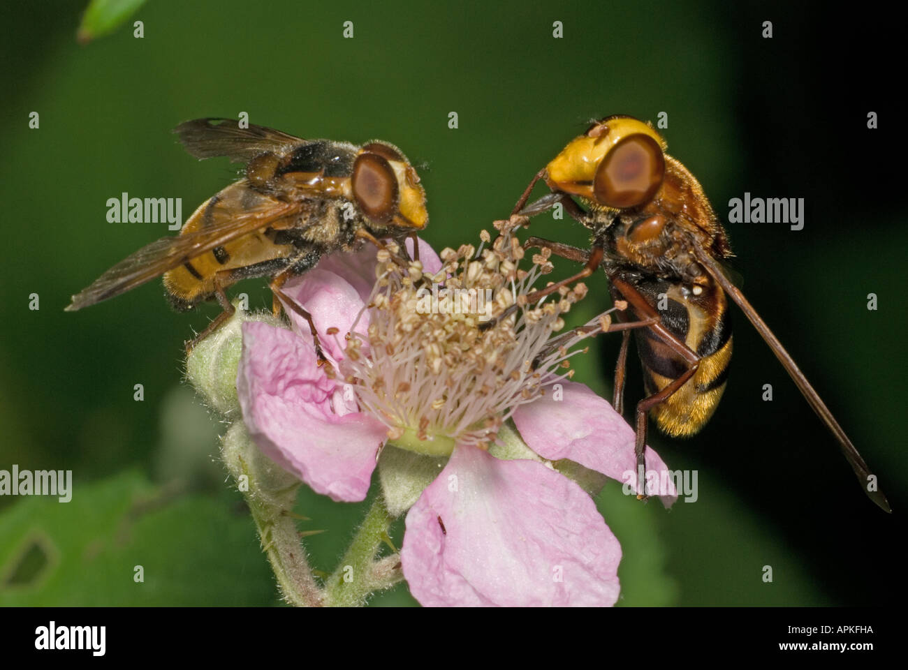 Hoverflies feeding. Volucella inanis (male) on left and Volucella ...