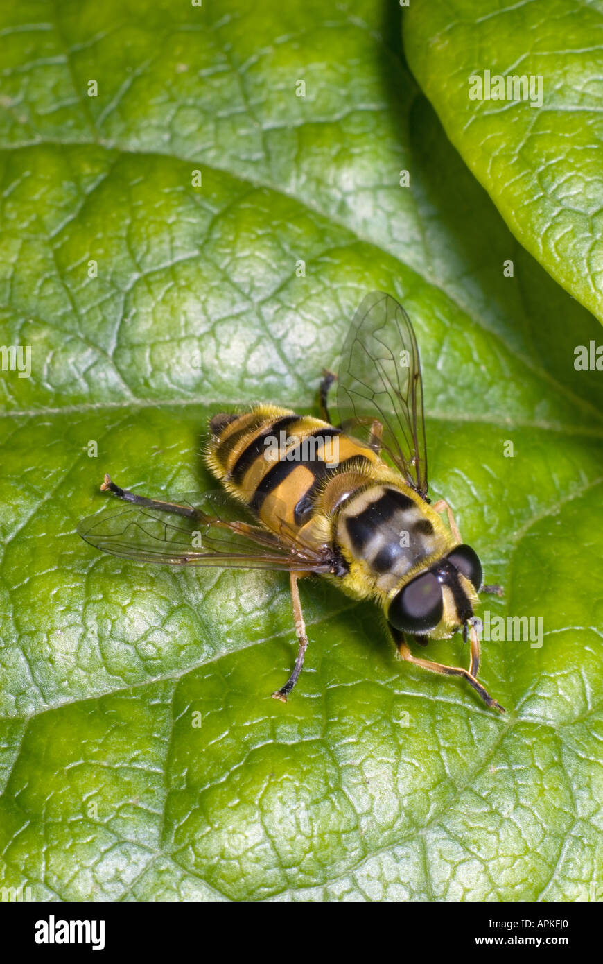 Myathropa florea, Hoverfly. Syrphidae, Diptera. UK, Kent, August Stock ...