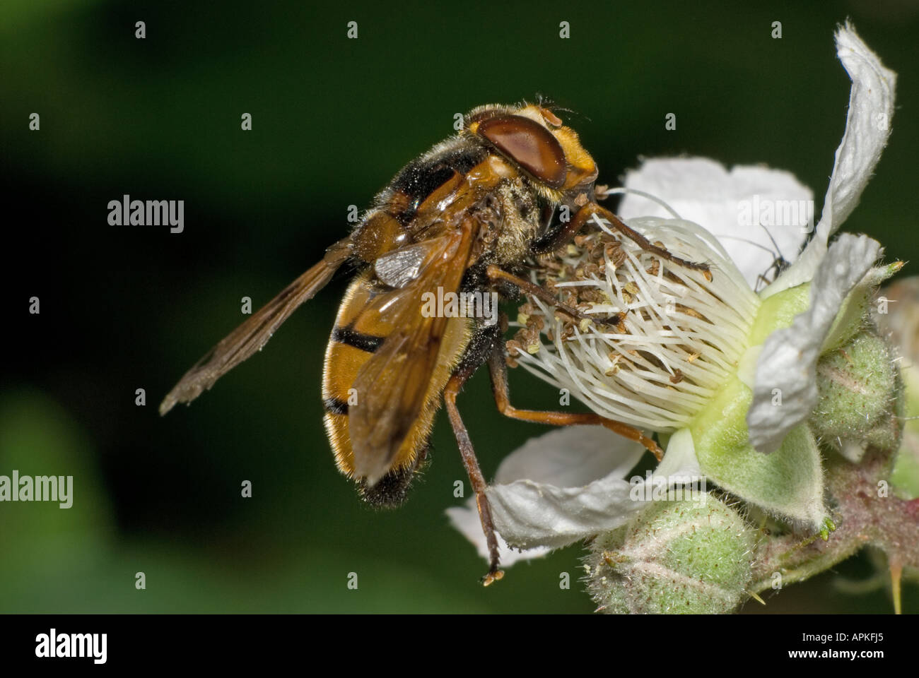 Volucella inanis, Hoverfly. Diptera, Syrphidae. UK, Kent, August Stock Photo - Alamy