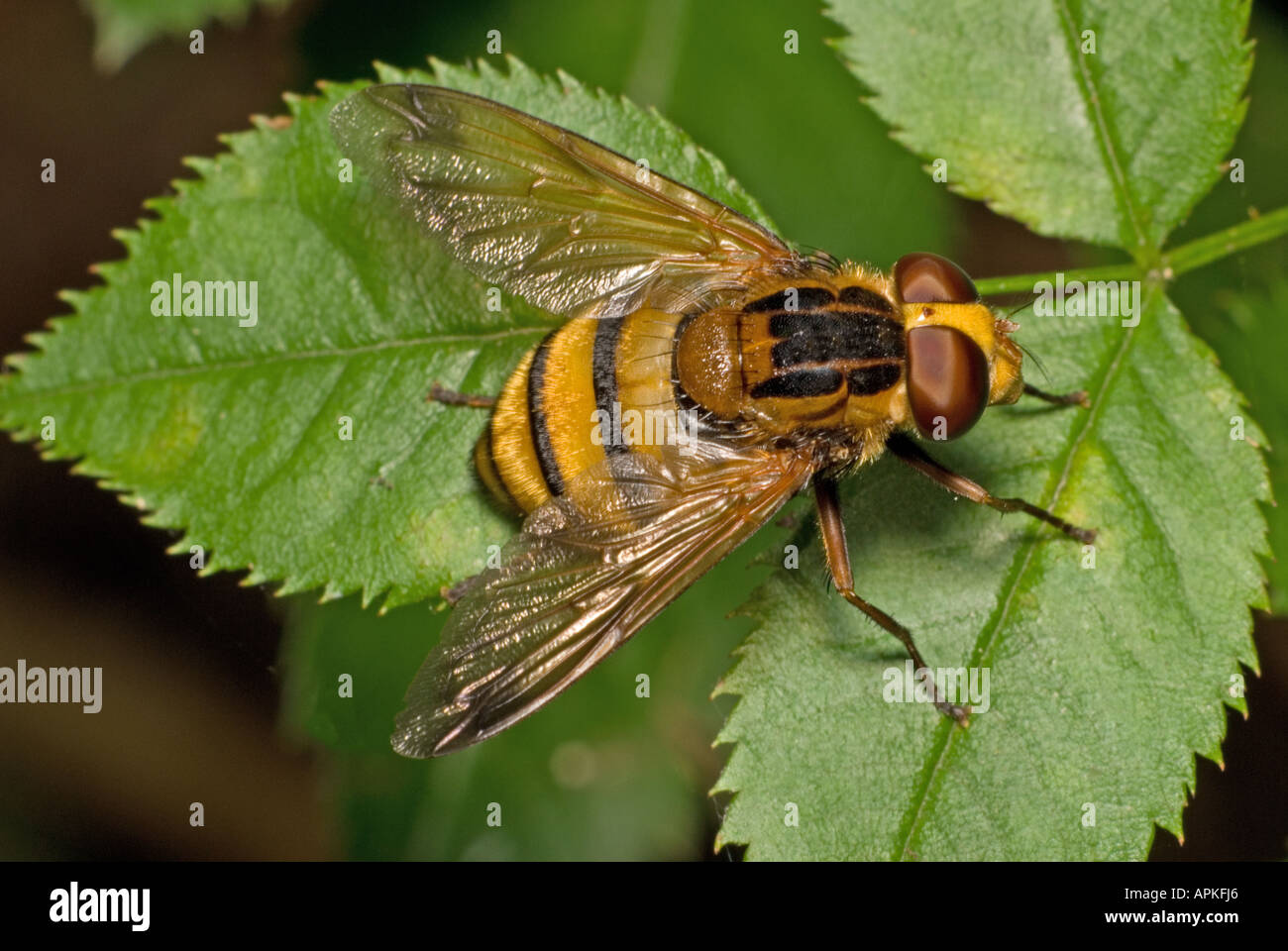 Volucella zonaria, Hoverfly, Female. Diptera, Syrphidae. UK, Kent ...