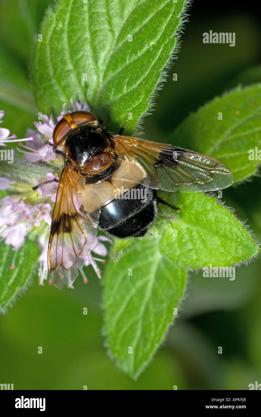 Volucella pellucens, Hoverfly. Syrphidae, Diptera. UK, Kent, August ...