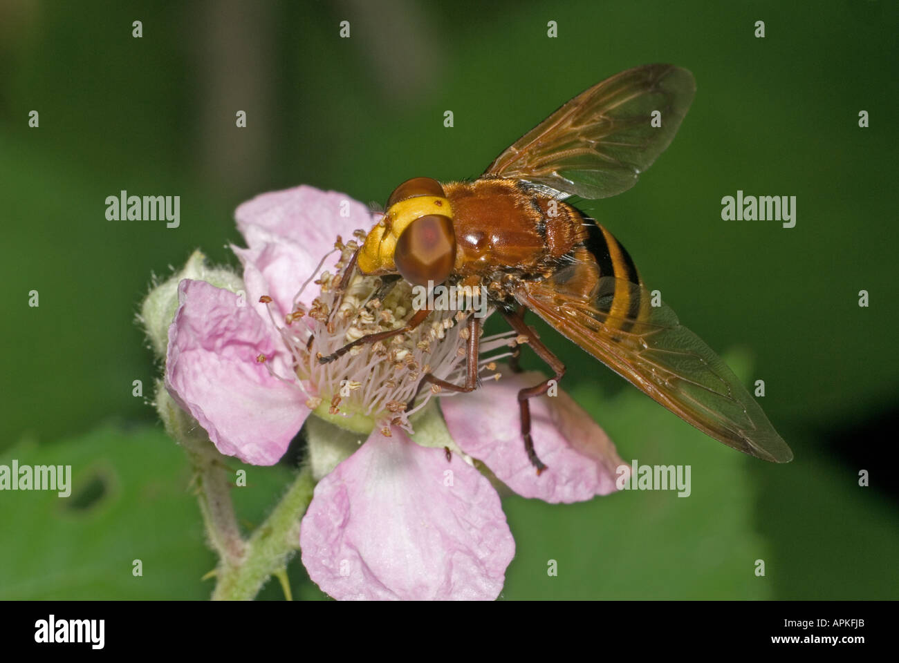 Volucella zonaria, Hoverfly. Syrphidae, Diptera. UK, Kent, August ...