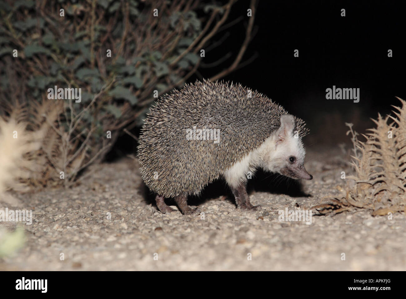 North African Desert Hedgehog (Paraechinus aethiopicus), night shot in ...