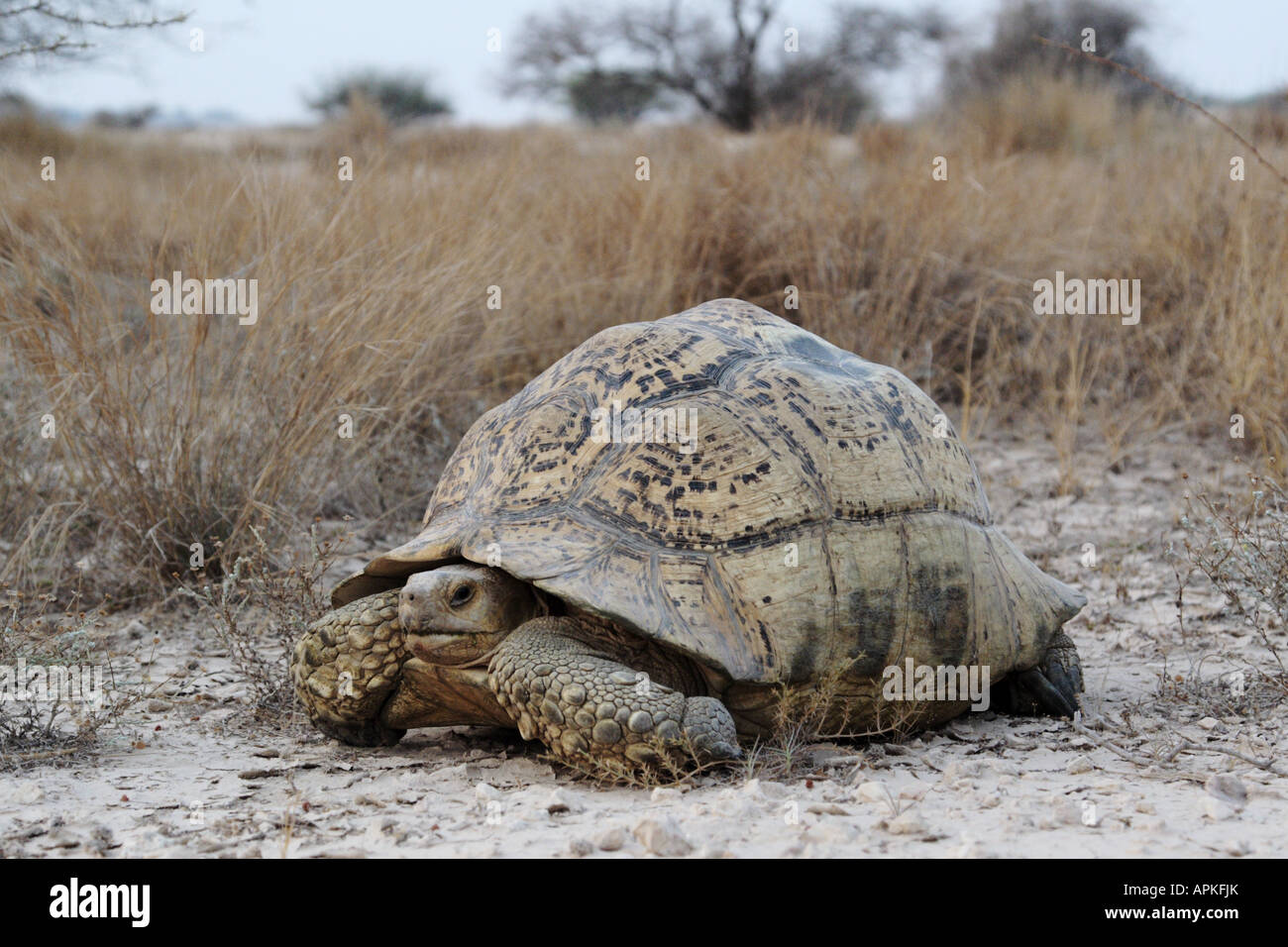 leopard tortoise (Geochelone pardalis), big individual in its biotop ...