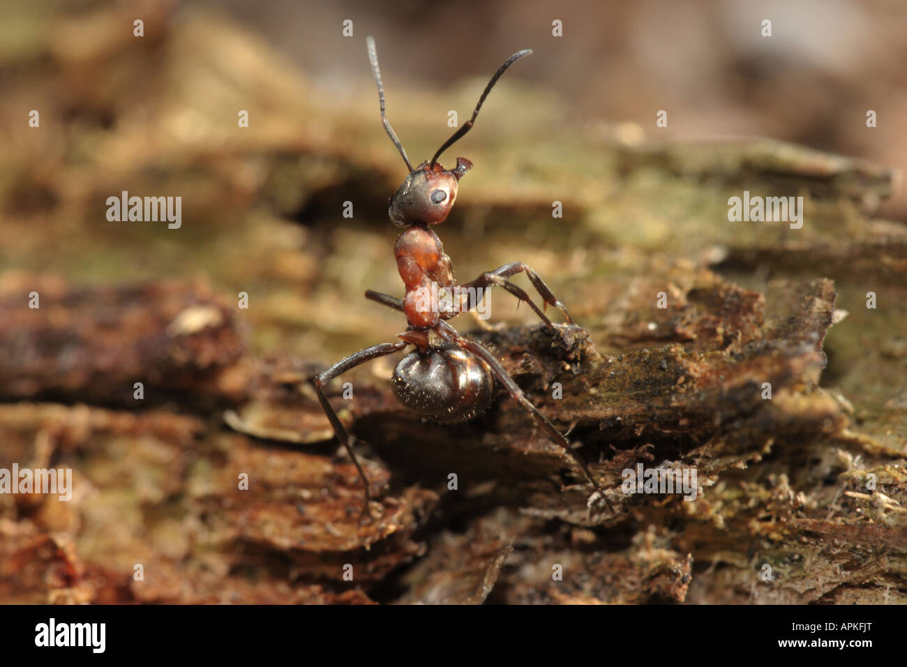 wood ant (Formica rufa), in defence posture, Germany, Bavaria Stock ...