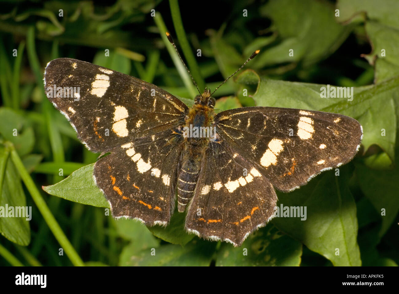 Map Butterfly (summer form) Araschnia levana. Female, forewing ...