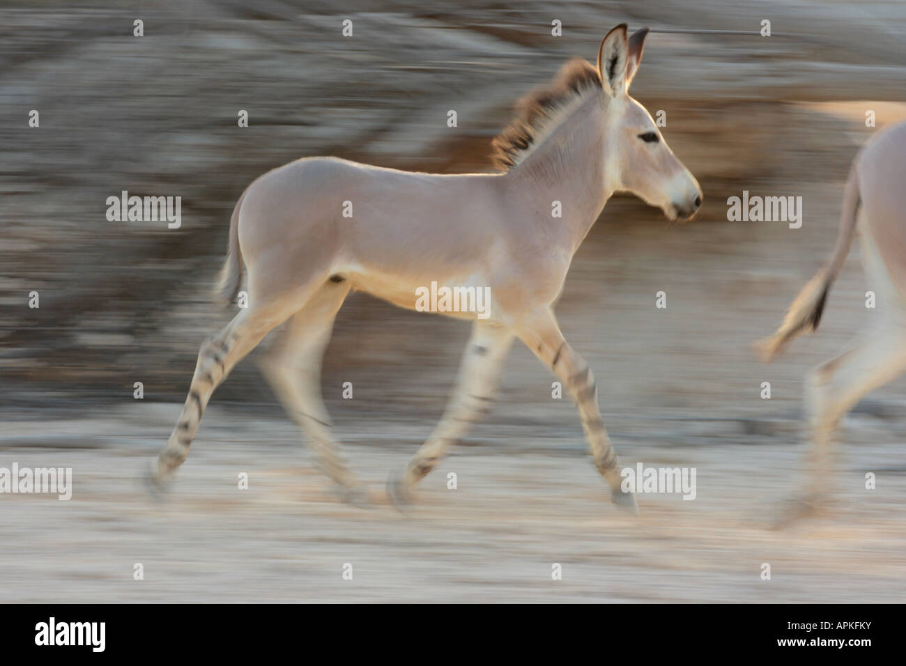 African wild ass (Equus africanus somalicus), trotting foal with ...