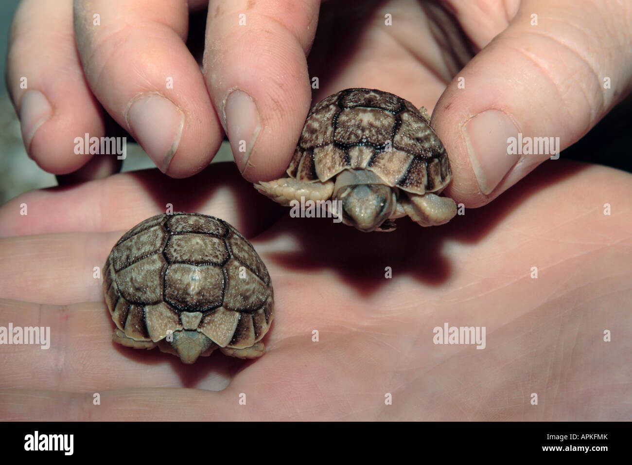 Two tortoises hi-res stock photography and images - Alamy