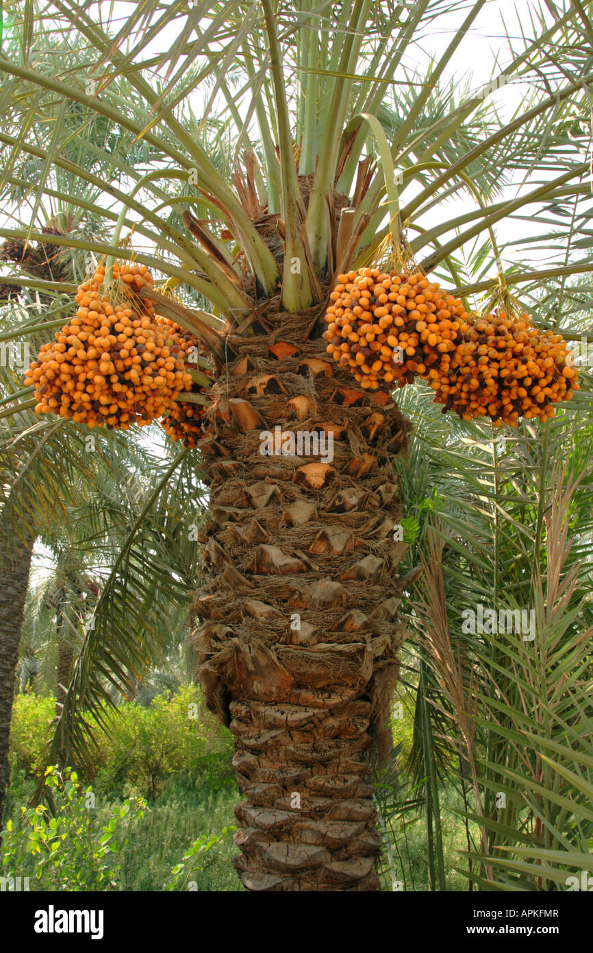 date palm (Phoenix dactylifera), with fruits, Qatar Stock Photo - Alamy