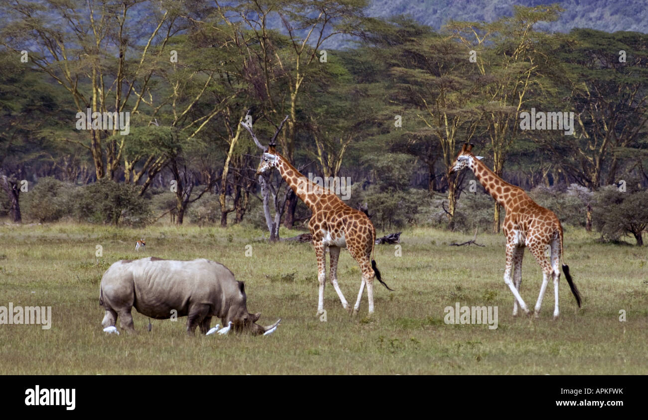 reticulated giraffe (Giraffa camelopardalis recticulata, Ceratotherium ...