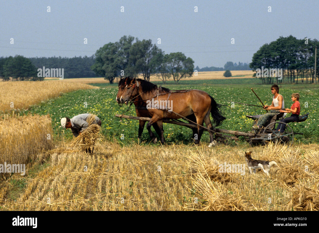 Poland Polish Farm Farmer Agriculture 1975 history historic Stock Photo ...