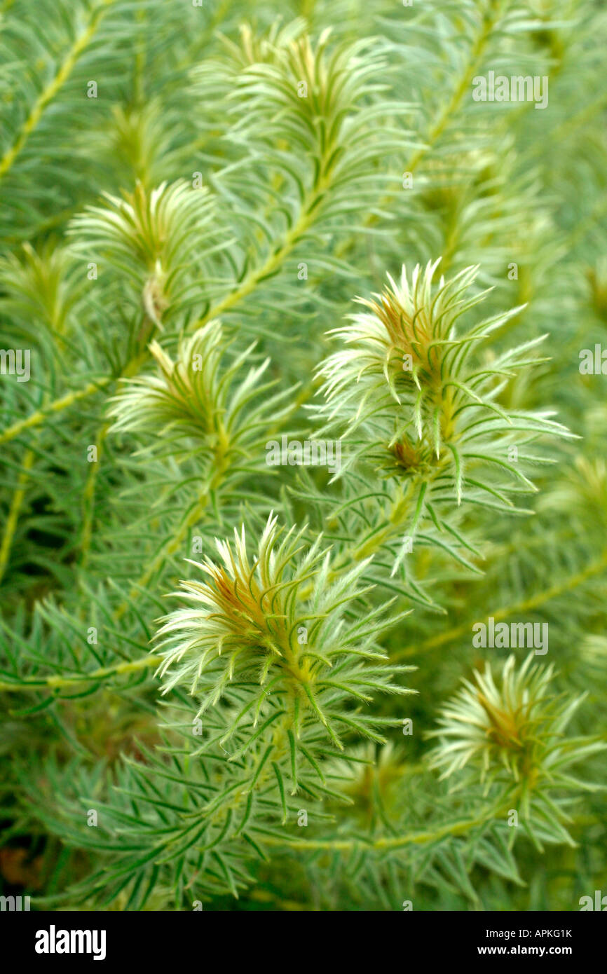Phylica phylica pubescens hi-res stock photography and images - Alamy