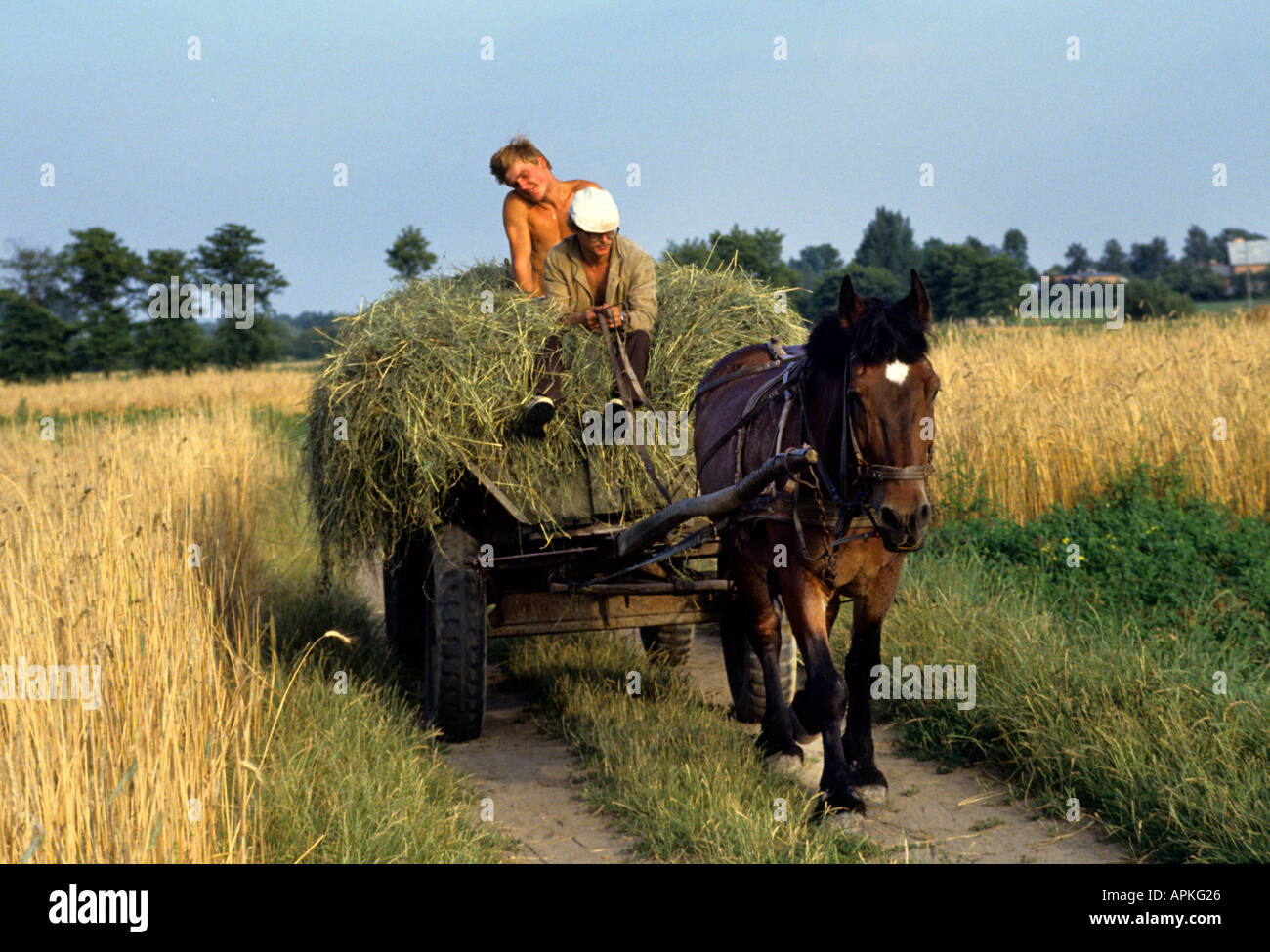 Polish farm hi-res stock photography and images - Alamy