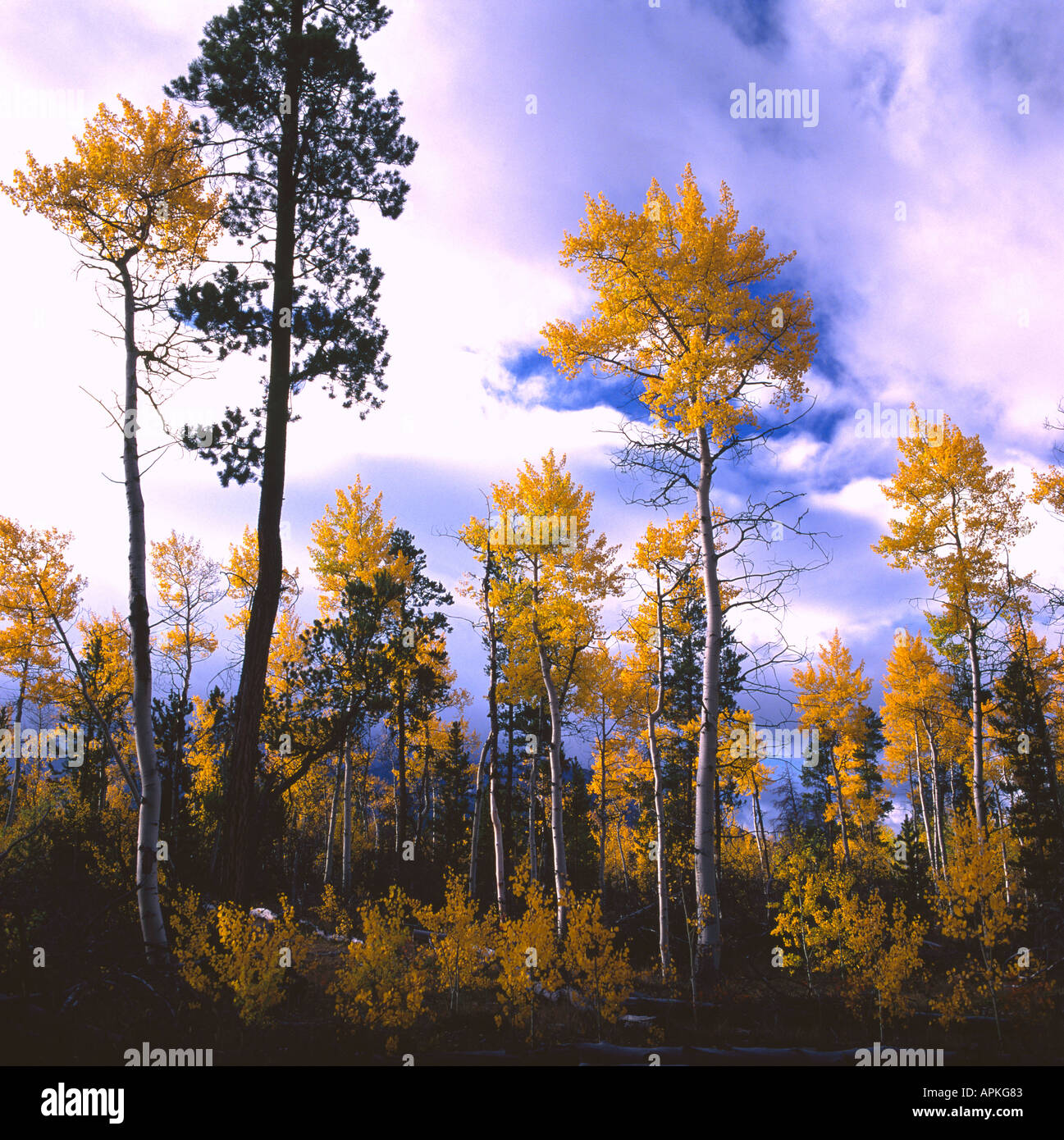 Trembling Aspen (Populus tremuloides) Trees in Autumn in the Cariboo ...
