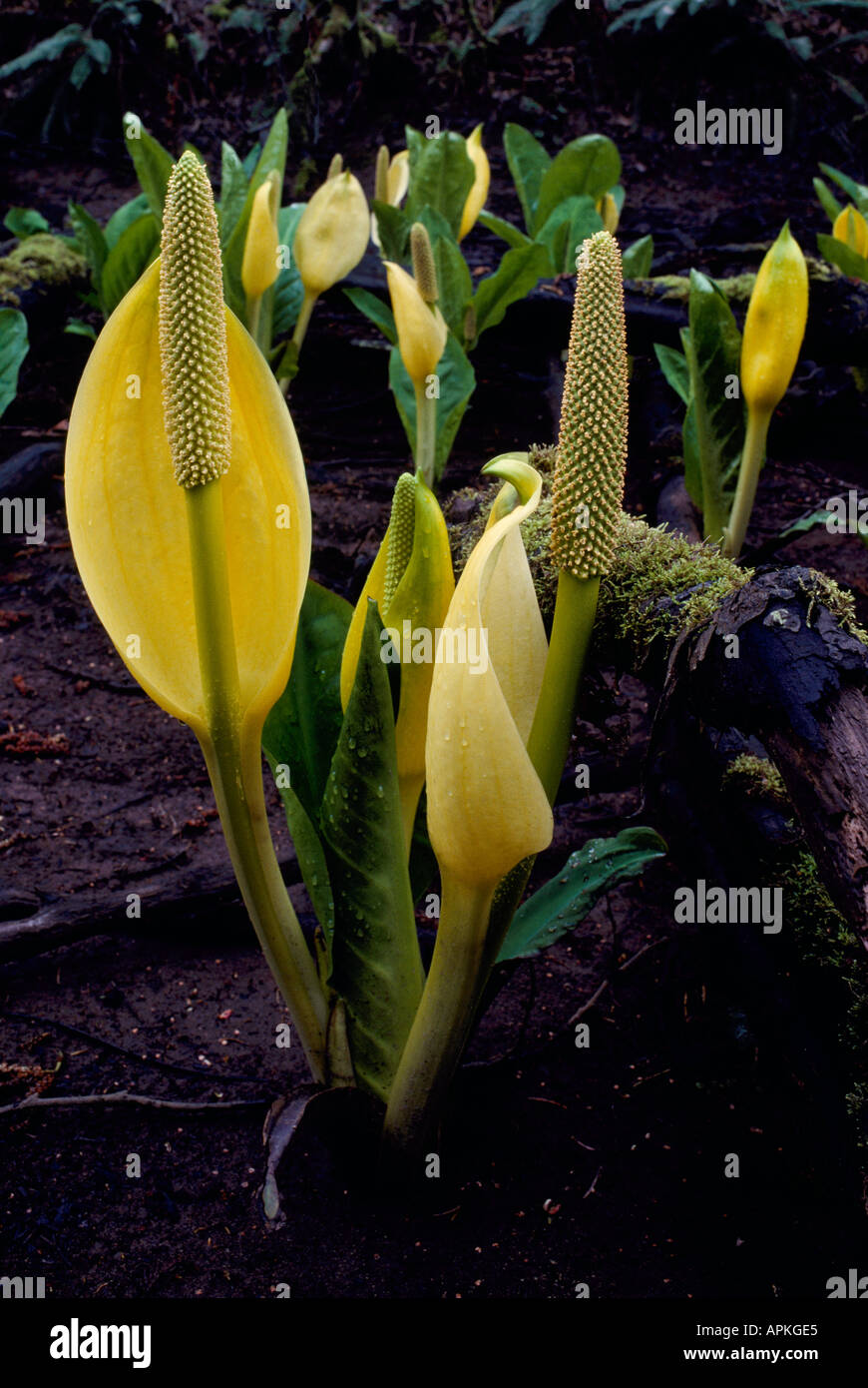 Western Skunk Cabbage (Lysichiton americanus) aka Yellow Skunk Cabbage ...