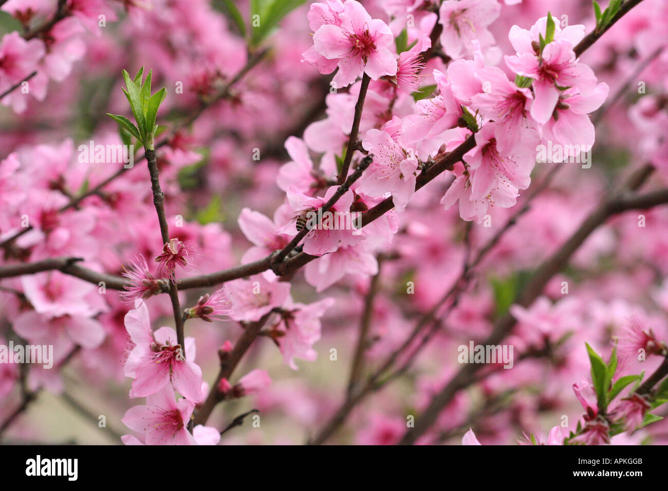 Red Peach Background Stock Photo - Alamy