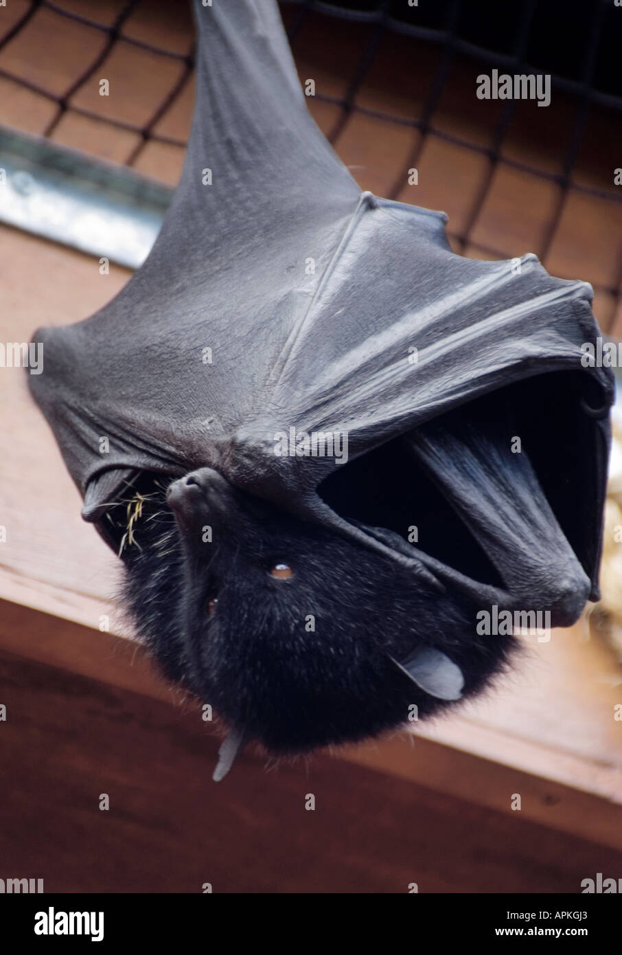 Livingstone's Fruit Bat (Pteropus livingstonii Stock Photo - Alamy