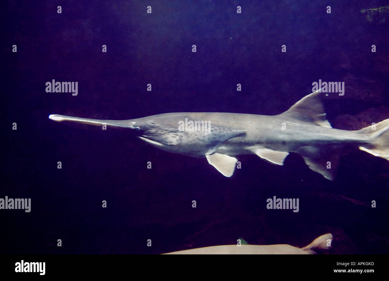 Paddlefish hi-res stock photography and images - Alamy