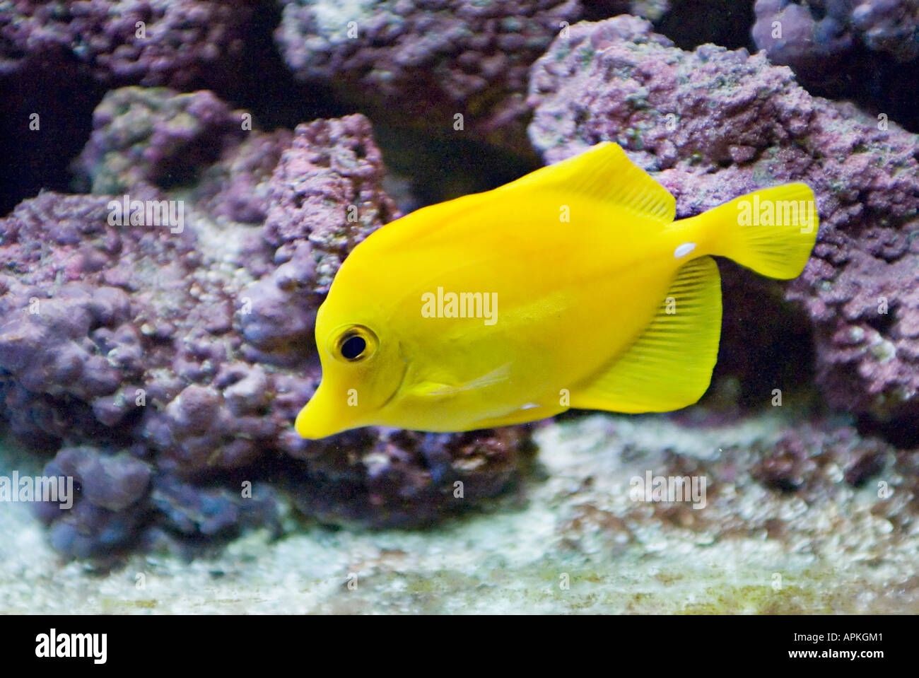 Yellow Tang (Zebrasoma flavescens) in aquarium Stock Photo - Alamy
