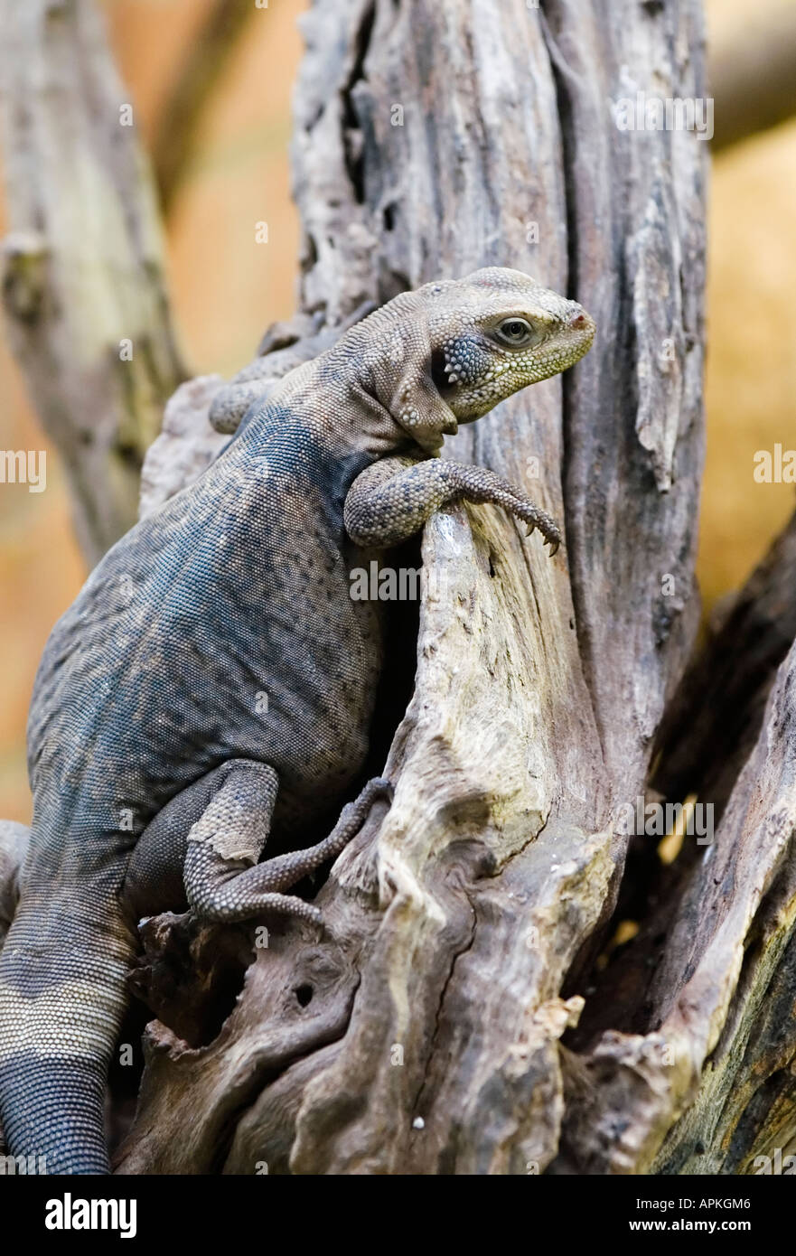 Western Chuckwalla (Sauromalus obesus obesus Stock Photo - Alamy