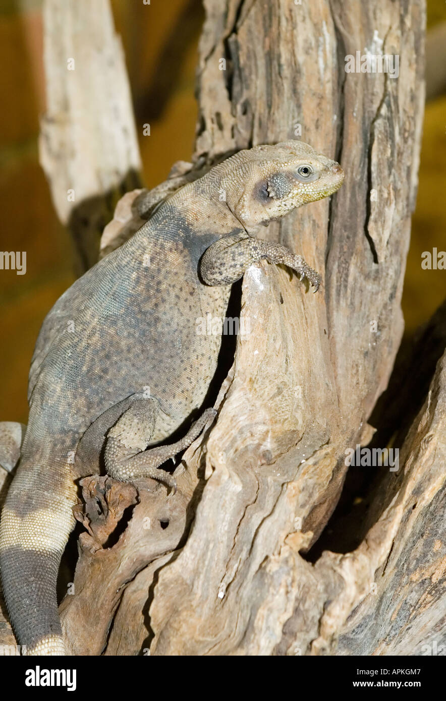Western Chuckwalla (Sauromalus obesus obesus Stock Photo - Alamy