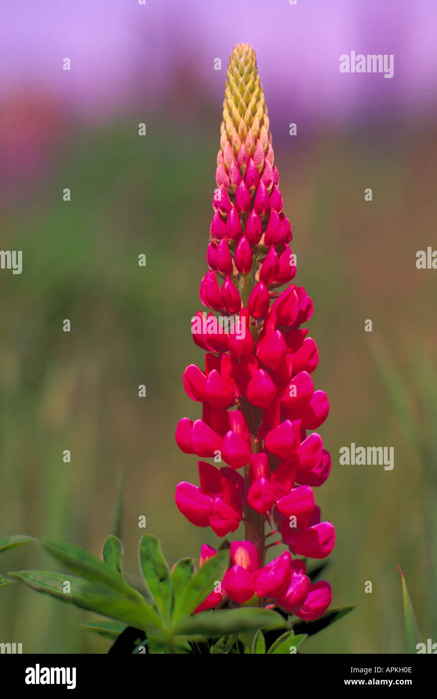 Large-leaved Lupine (Lupinus polyphyllus) in Bloom in Spring in British ...