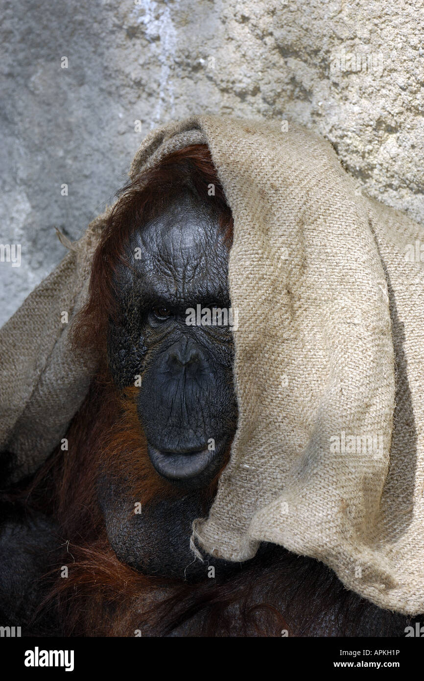 orang-utan, orangutan, orang-outang (Pongo pygmaeus), portrait Stock ...